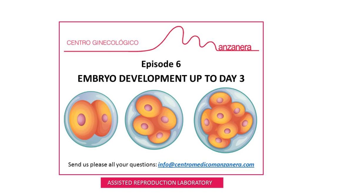 Embryo Development Ivf